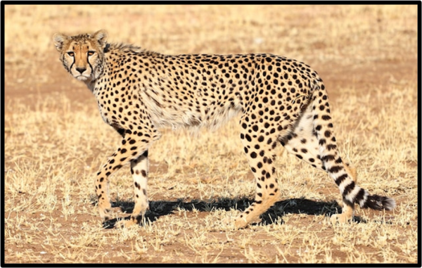 20 Days of Restorative Circles Prompts - The Counseling Fanny Pack